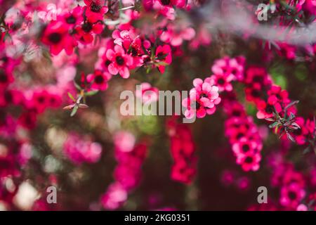 close-up of pink flowers flom a New Zealand Tea Bush plant with dark ...
