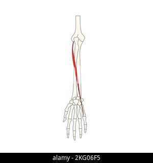 Extensor Digiti Minimi Muscle Anatomy Stock Photo - Alamy