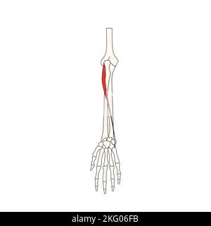human anatomy drawing extensor carpi radialis brevis Stock Photo - Alamy