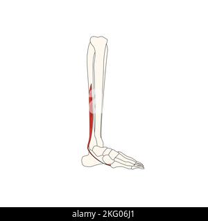 human anatomy drawing peroneus brevis Stock Photo - Alamy