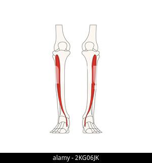 human anatomy drawing tibial muscle Stock Photo - Alamy
