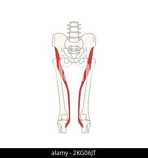 human anatomy drawing sartorius Stock Photo - Alamy