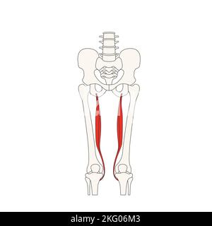 human anatomy drawing semitendinous muscle Stock Photo - Alamy