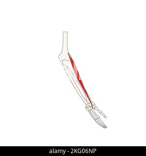 human anatomy drawing extensor carpi radialis brevis Stock Photo - Alamy