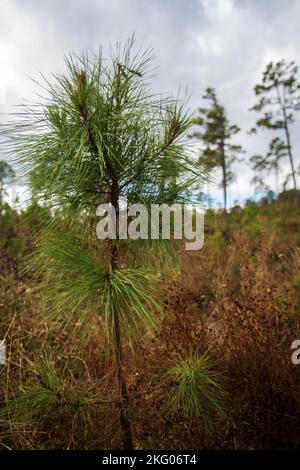 Little pine trees start to grow in a reforestation effort in a woodland ...
