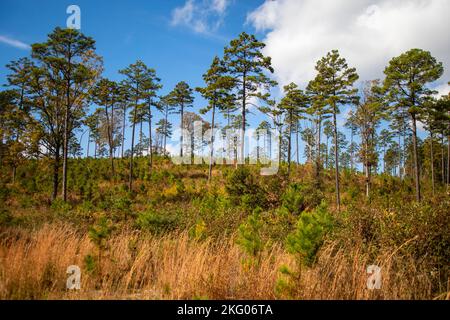 Little pine trees start to grow in a reforestation effort in a woodland ...