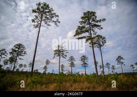 Little pine trees start to grow in a reforestation effort in a woodland ...