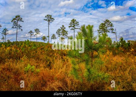 Little pine trees start to grow in a reforestation effort in a woodland ...