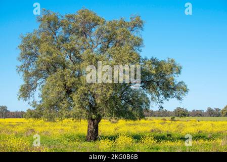 A mature Boonaree or Inland Rosewood tree (Alectryon oleifolius) is a ...