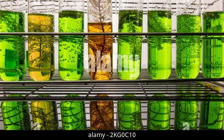 Algae fuel biofuel industry lab researching for alternative to fossil ...