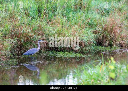 A Great Blue Heron waits and watches from waters' edge in Eagle Marsh ...