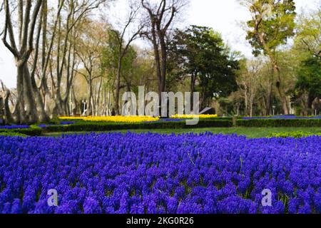 Spring meadow filled with purple perennial flowers Stock Photo - Alamy