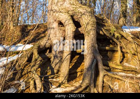 Powerful branched roots of an old pine tree growing on a sloping slope ...