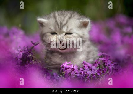 meowing British Shorthair kitten Stock Photo - Alamy