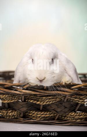 A small white albino Dwarf Rabbit with red eyes Stock Photo - Alamy