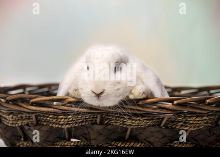 Portrait of a white albino rabbit with pink eyes looking to viewers ...