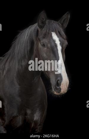 Portrait of a black mare with blaze Stock Photo - Alamy