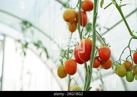 A beautiful red ripe tomatoes grown in a greenhouse Stock Photo - Alamy