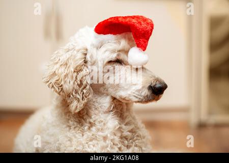The dog falls asleep in a New Year's hat. Large royal poodle. Boring ...