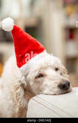 The dog falls asleep in a New Year's hat. Large royal poodle. Boring ...