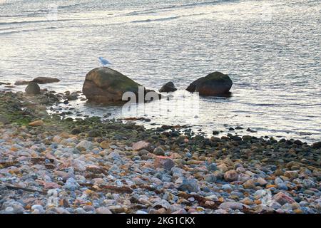 Stone beach with big stone in Denmark with seagull. Landscape photo ...