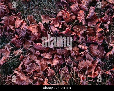 Dead Leaf in Winter Stock Photo - Alamy