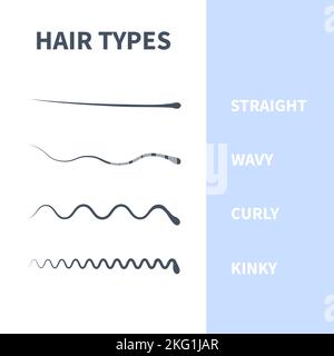 Hair types chart set of strands growth patterns Stock Vector Image ...