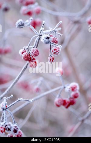 An American cranberry bush covered with a thin layer of ice in winter ...