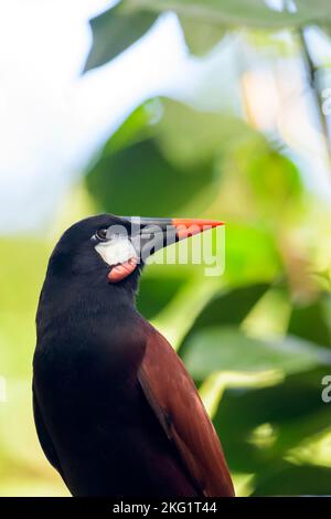 Montezuma Oropendola, Psarocolius montezuma, portrait of tropical bird ...