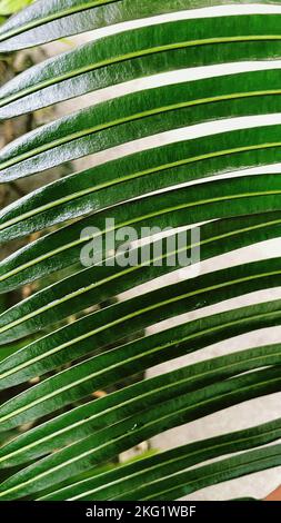 Tropical natural leaves. part palm leaf isolated on white background ...