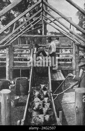 A photograph showing sheep being dipped in a stream, a common ...