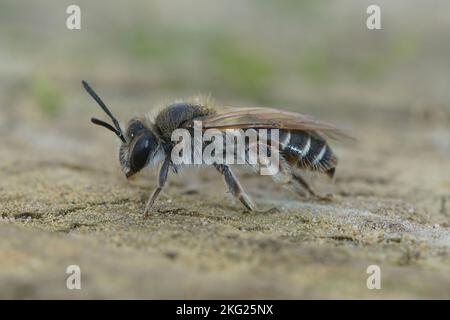 Detailed closeup of a female red-belied miner mining bee, Andrena ...