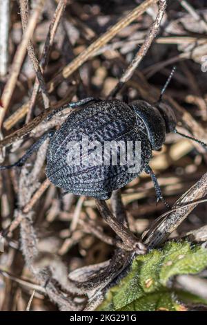 Pimelia Genus, Darkling Beetles Stock Photo - Alamy