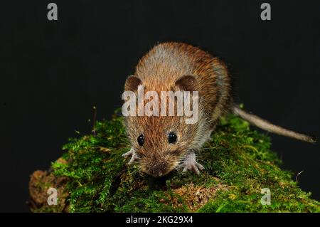 adult harvest mouse micromys minutes sorcinus Stock Photo - Alamy