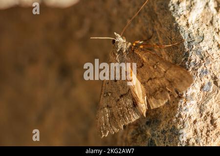 Clytie illunaris, Trent Double-Stripe Moth Stock Photo - Alamy
