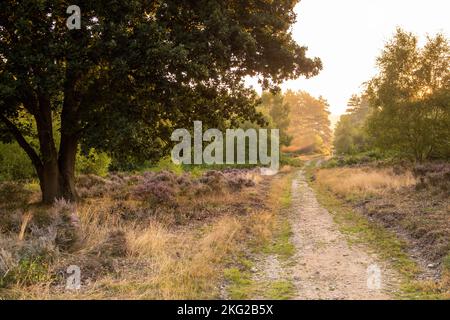 Summer morning at RSPB Budby South Forest, Nottinghamshire England UK ...