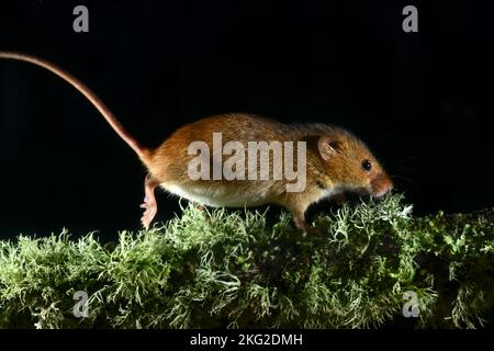 adult harvest mouse micromys minutes sorcinus Stock Photo - Alamy