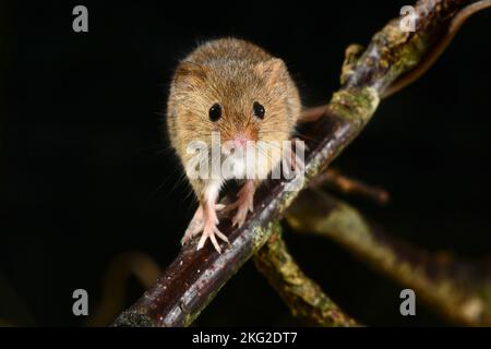 adult harvest mouse micromys minutes sorcinus Stock Photo - Alamy