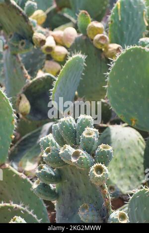 A closeup vertical shot of the Prickly pear Stock Photo - Alamy