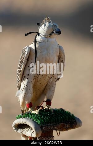 Portrait of a falcon with a cap. Falconary. United Arab Emirates Stock ...