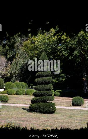 Topiary boxwood privet shrub pruned into a spiral shape Stock Photo - Alamy