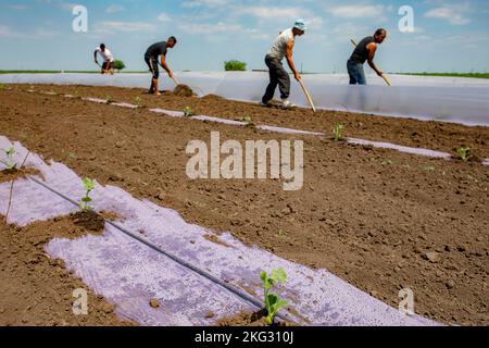 Watermelon plantation in Timis province, Romania Stock Photo - Alamy