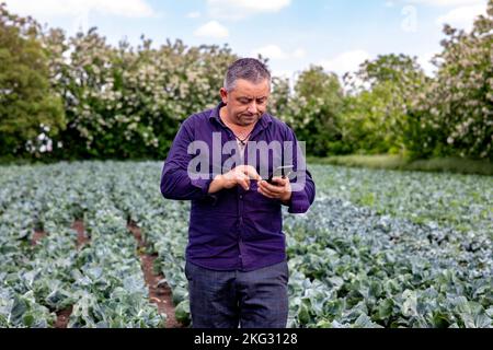 Romanian vegetable producer in a cabbage plot in Timis province ...