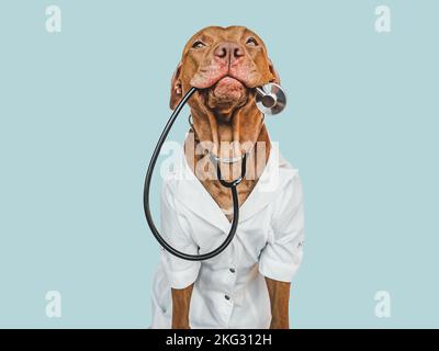 Lovable, pretty puppy, wearing a doctor's coat Stock Photo - Alamy