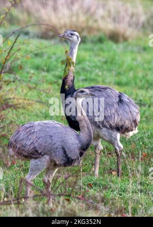 A single rhea bird in a natural habitat Stock Photo - Alamy