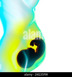 Growth of the fetus, umbilical cord, nourishment and energy for the ...