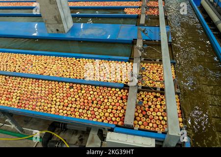 Apples Floating, Being Washed, Sorted and Transported in Water Tank ...