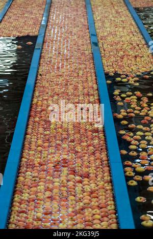 Fresh Apples Floating and Being Washed and Transported in Water Tank ...