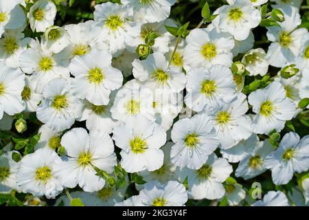 A closeup of mountain sandwort, Arenaria Montana, a flowering plant ...