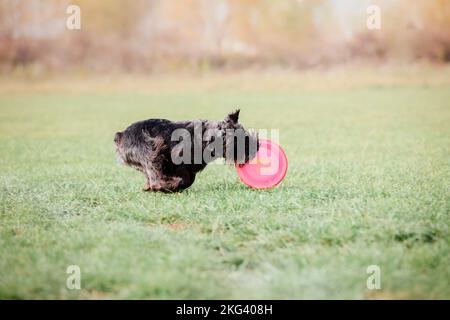 Dog catching flying disk in jump, pet playing outdoors in a park ...